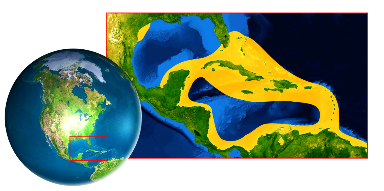 Queen Conch - Reef Smart Guides