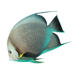 Grey Angelfish - Reef Smart Guides