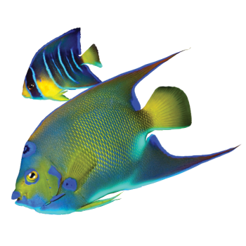 Queen Angelfish - Reef Smart Guides