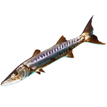Great Barracuda - Reef Smart Guides