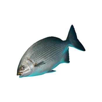 Bermuda Chub - Reef Smart Guides