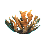 Elkhorn Coral - Reef Smart Guides