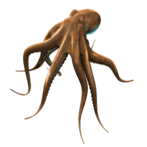 Caribbean Reef Octopus - Reef Smart Guides
