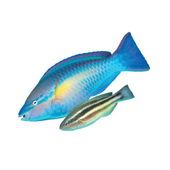 Princess Parrotfish - Reef Smart Guides
