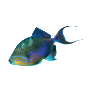 Queen Triggerfish - Reef Smart Guides