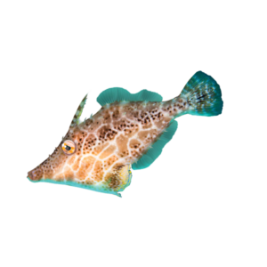 Slender Filefish - Reef Smart Guides