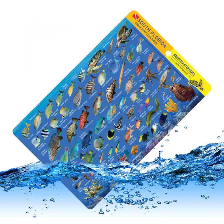 South Florida coral reef creatures - Reef Smart Guides