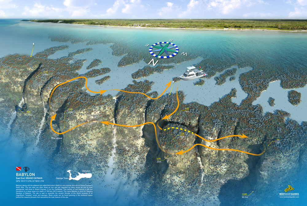 Grand Cayman diving – it’s a shore thing! - Reef Smart Guides