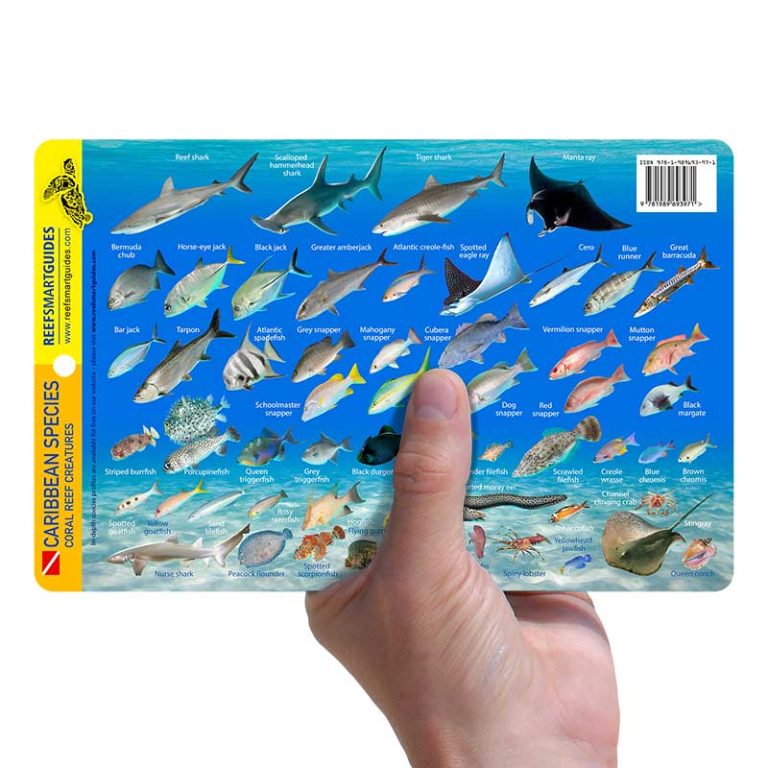 Caribbean coral reef creatures - Reef Smart Guides