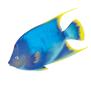 Blue Angelfish - Reef Smart Guides