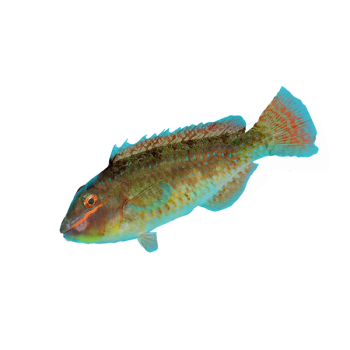 Emerald Parrotfish - Reef Smart Guides