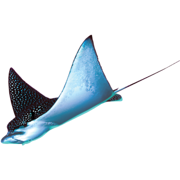Eagle Ray - Reef Smart Guides