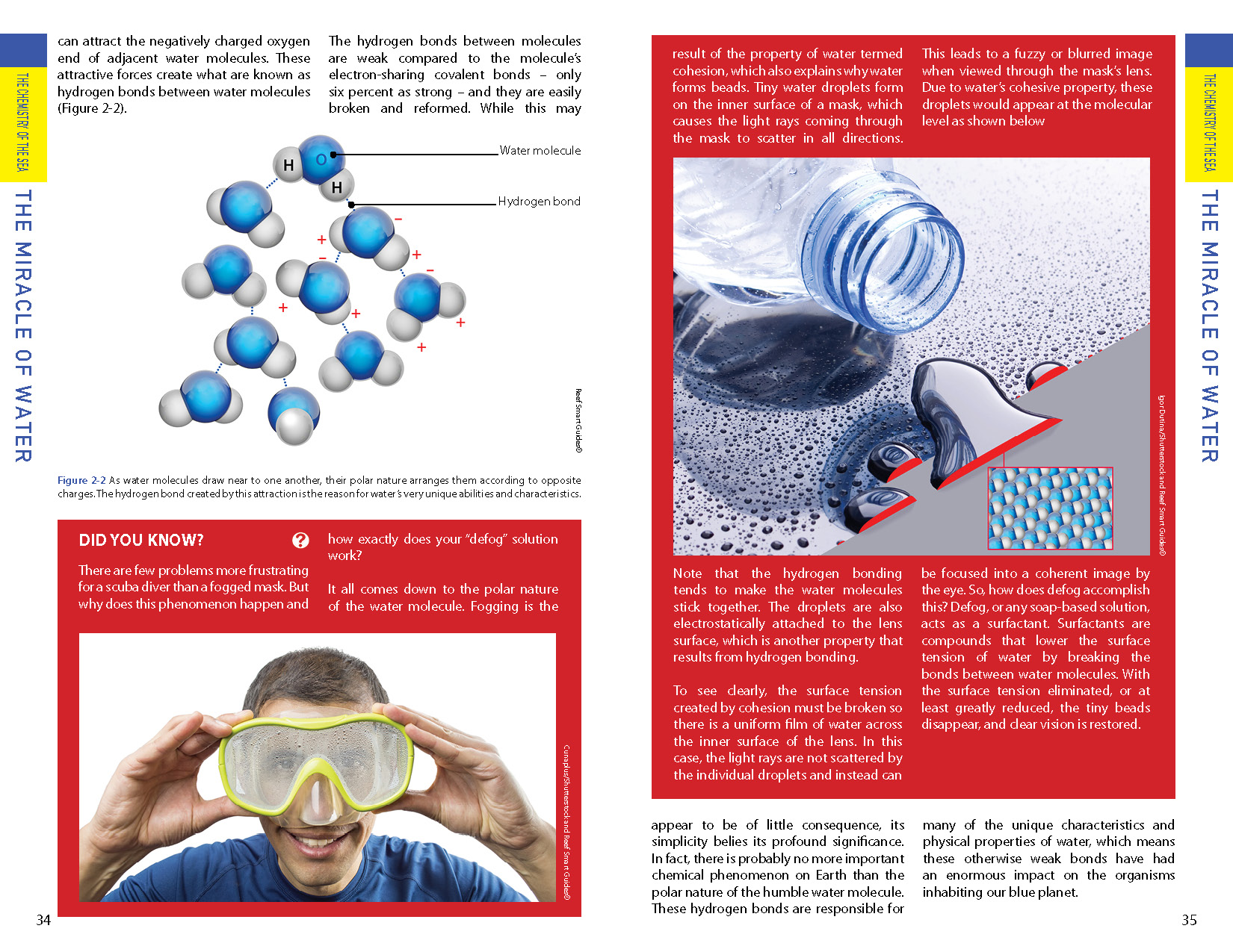 Discover the incredible world of coral reef ecology with Beneath the ...