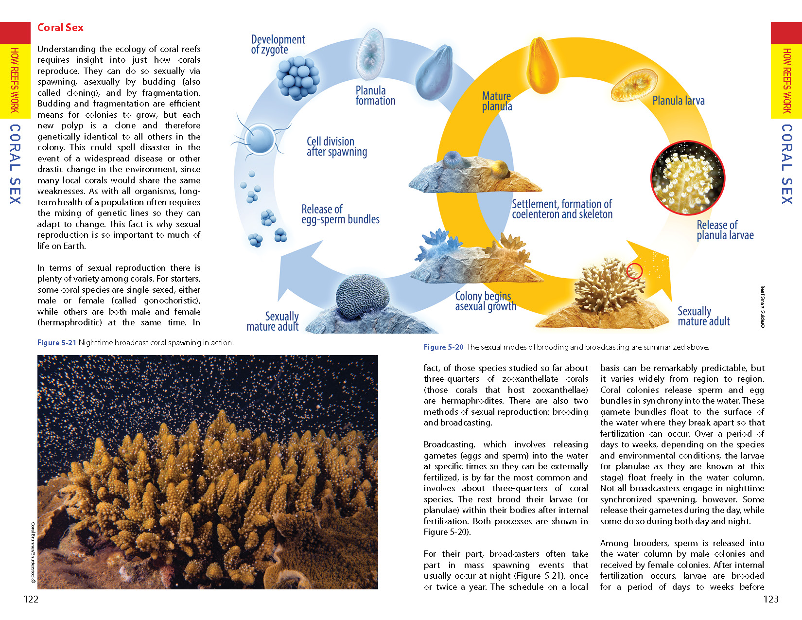 Discover the incredible world of coral reef ecology with Beneath the ...