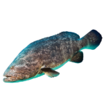 Goliath Grouper - Reef Smart Guides