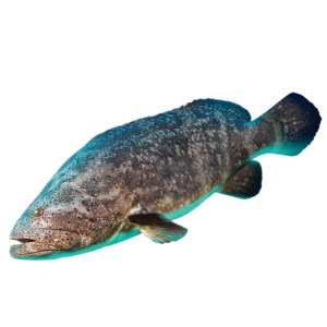 Goliath Grouper - Reef Smart Guides