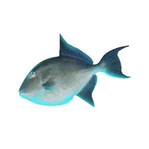 Grey Triggerfish - Reef Smart Guides