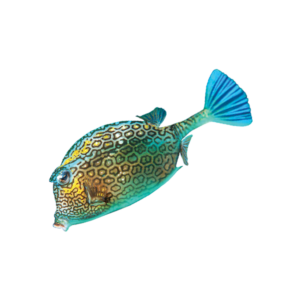 Honeycomb Cowfish - Reef Smart Guides