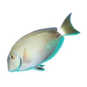 Ocean Surgeonfish - Reef Smart Guides