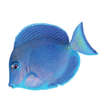 Blue Tang - Reef Smart Guides