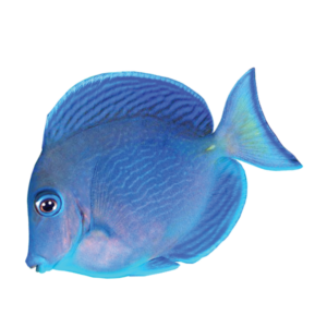 Blue Tang - Reef Smart Guides