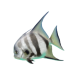 Atlantic Spadefish - Reef Smart Guides
