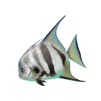Atlantic Spadefish - Reef Smart Guides