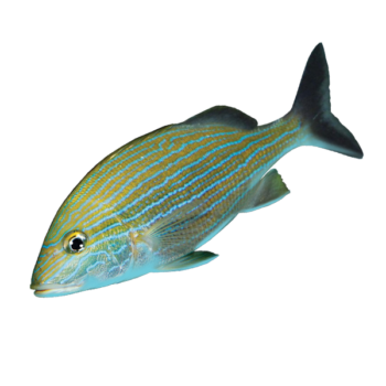 Caesar Grunt - Reef Smart Guides