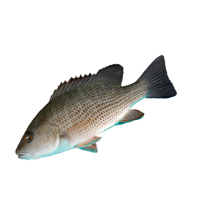 Grey Snapper - Reef Smart Guides