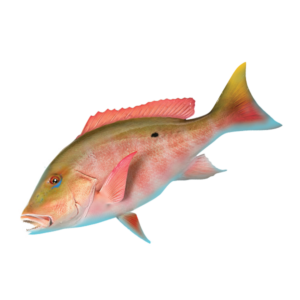Mutton Snapper - Reef Smart Guides