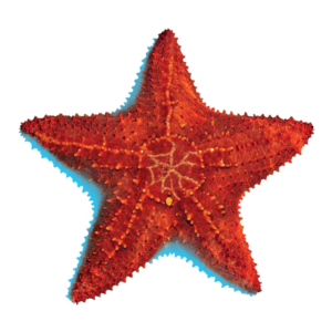 Red Cushion Sea Star - Reef Smart Guides