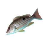 Lane Snapper - Reef Smart Guides