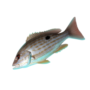 Lane Snapper - Reef Smart Guides