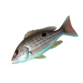 Lane Snapper - Reef Smart Guides