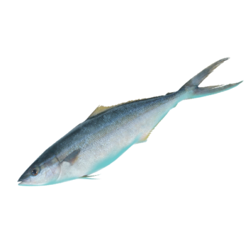 Rainbow Runner - Reef Smart Guides