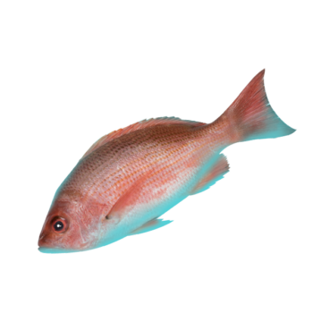 Red Snapper - Reef Smart Guides