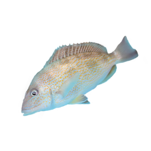 Pigfish - Reef Smart Guides
