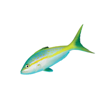Yellowtail Snapper - Reef Smart Guides