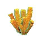 Yellow Tube Sponge - Reef Smart Guides