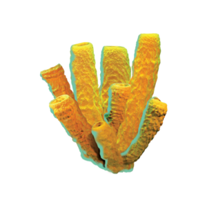 Yellow Tube Sponge - Reef Smart Guides